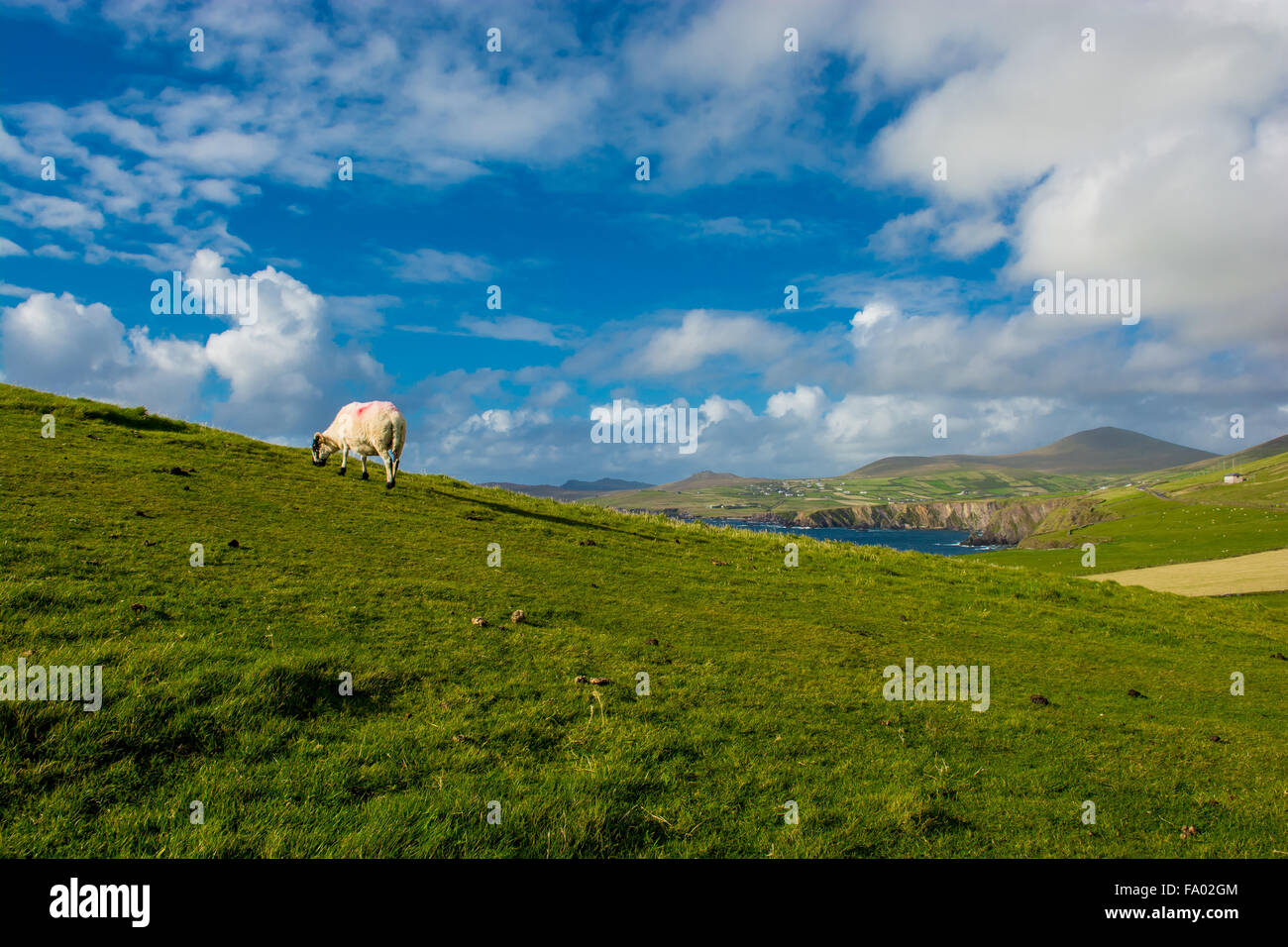 Irish cottage sheep hi-res stock photography and images - Alamy
