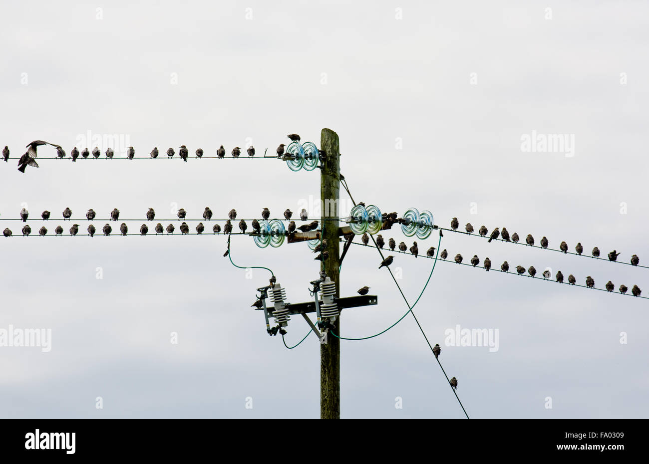 Flock Of Birds Sitting On Electric Wire Stock Photo - Alamy