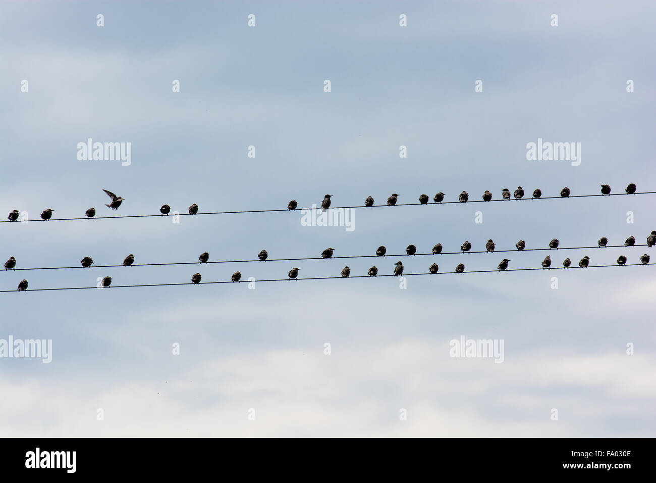 Flock Of Birds Sitting On Electric Wire Stock Photo - Alamy