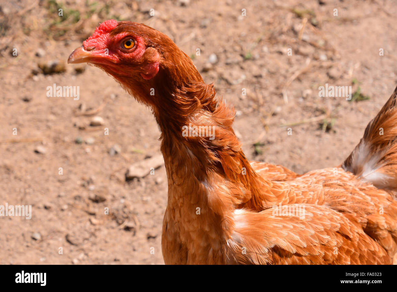 Italian Chicken Animal Bird Stock Photo - Alamy