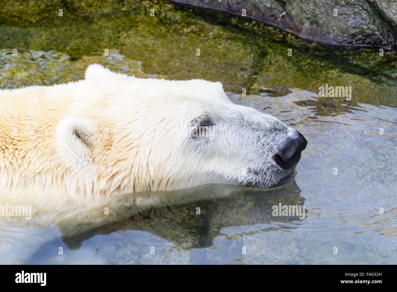 White Polar Bear Relaxing In Water Stock Photo - Alamy