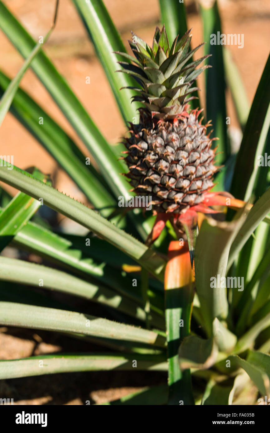 Pineapple fruit trees crop hi-res stock photography and images - Alamy