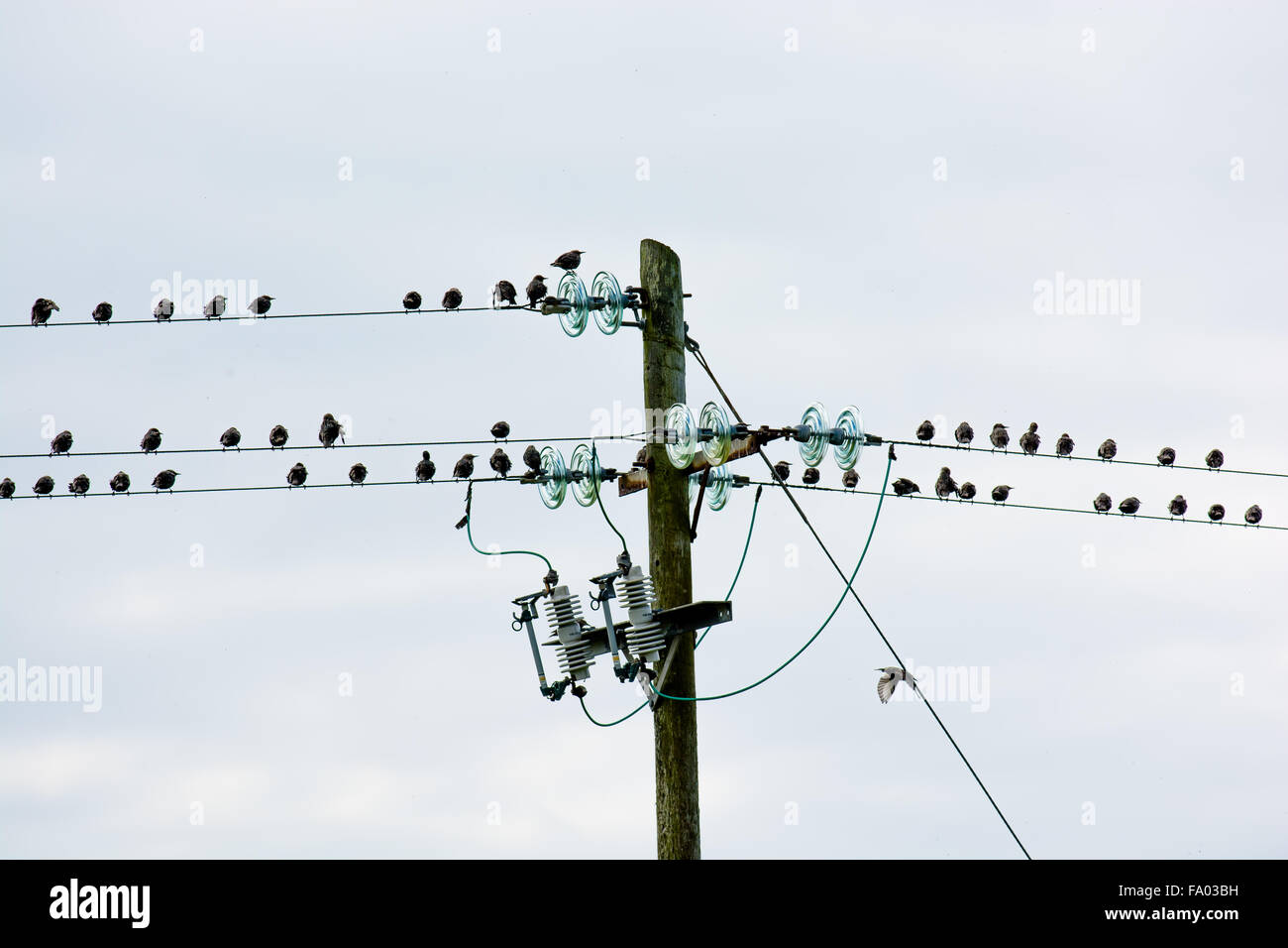 Flock Of Birds Sitting On Electric Wire Stock Photo - Alamy