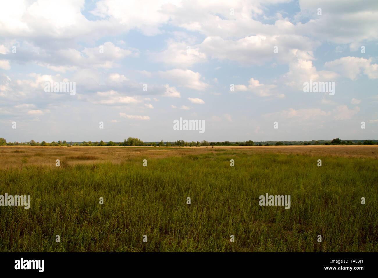 grass valley in forest during summer Stock Photo - Alamy