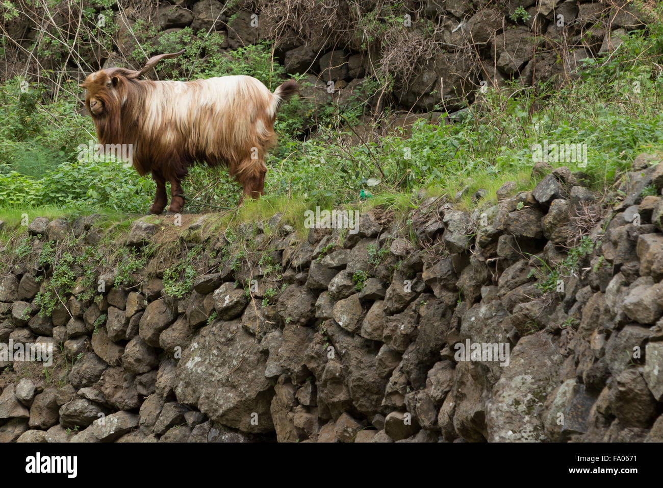 Clean goat hi-res stock photography and images - Alamy