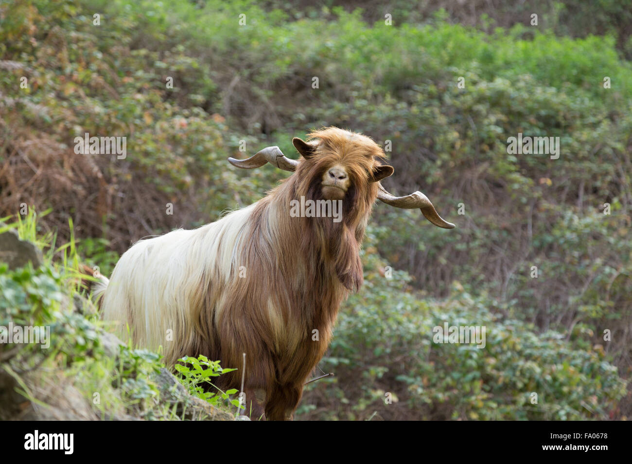 Long haired goat hi-res stock photography and images - Alamy