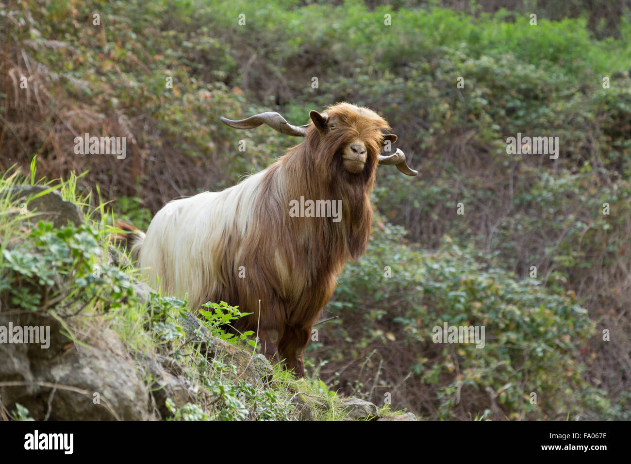 A photograph of a long haired goat with a lot of character in La Gomera ...