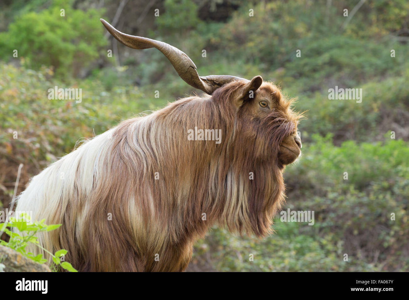 A photograph of a long haired goat with a lot of character in La Gomera ...