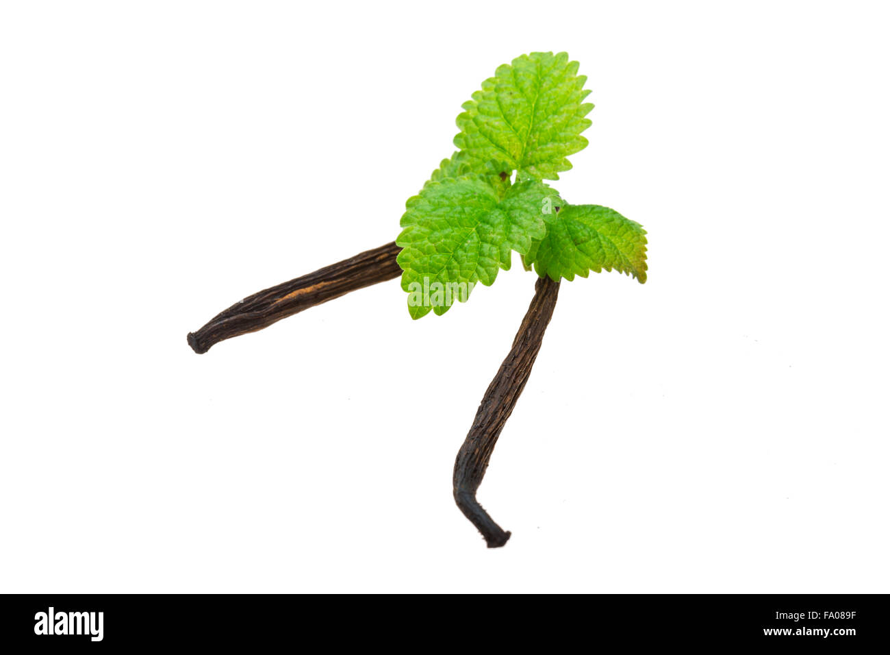 Vanilla with mint isolated studio Stock Photo - Alamy
