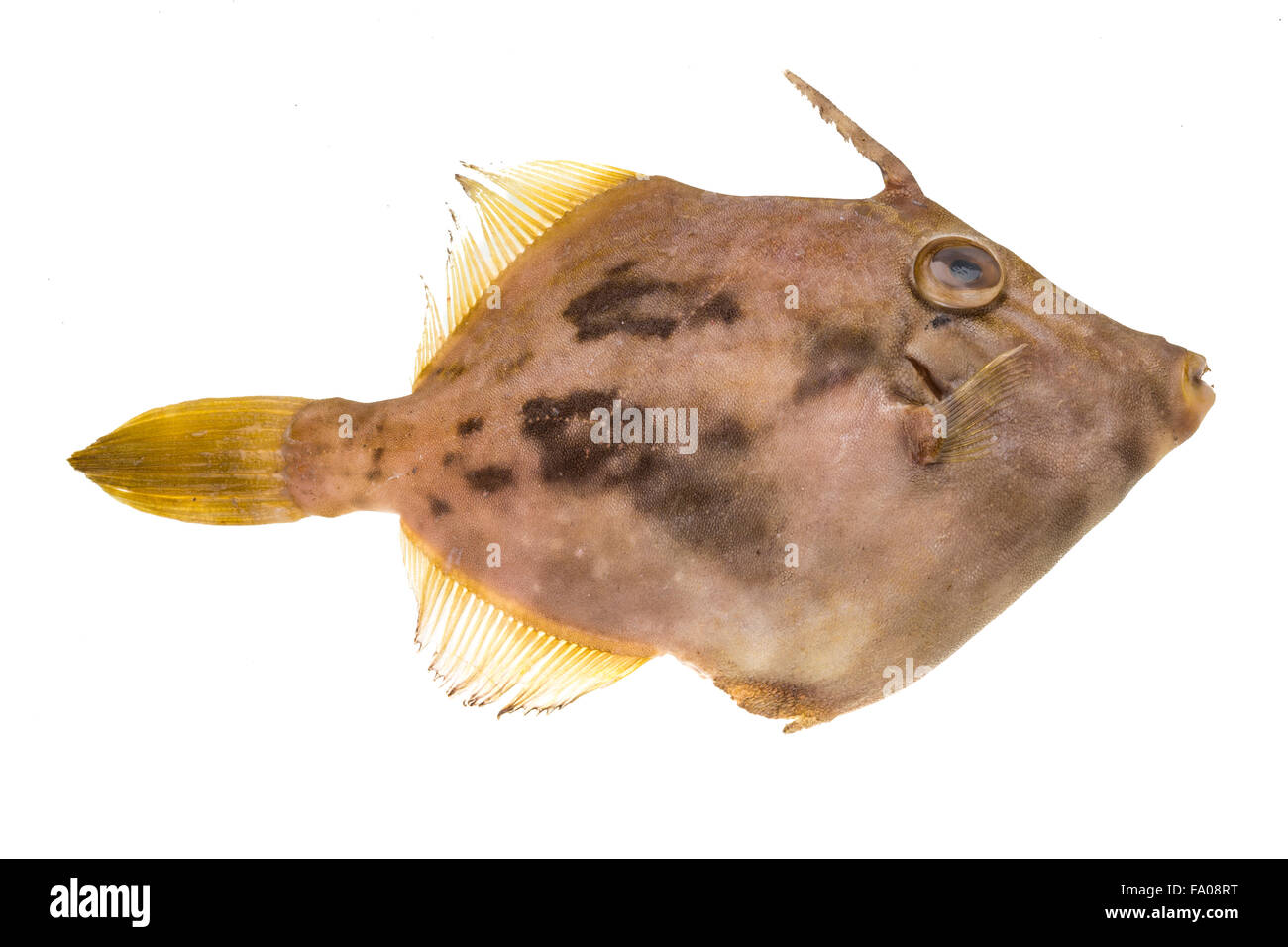 Fish italy sea Cut Out Stock Images & Pictures - Alamy