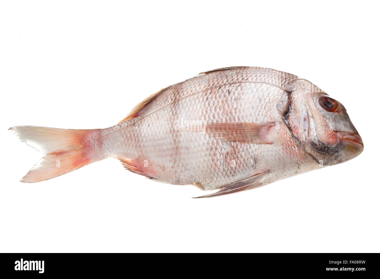 Silver porgy hi-res stock photography and images - Alamy