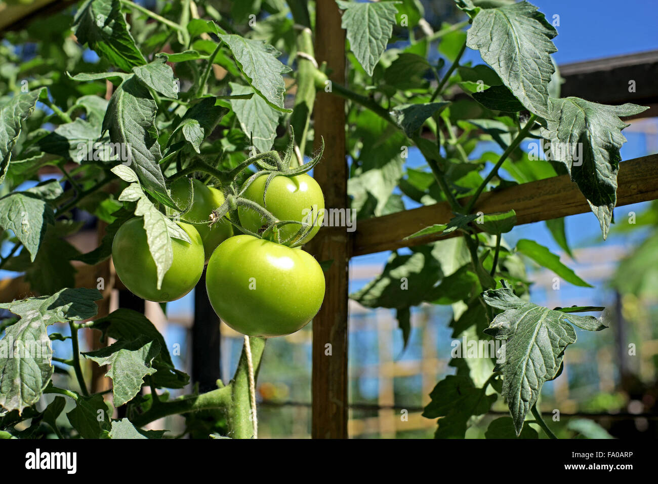 Tree tomatoes hi-res stock photography and images - Alamy