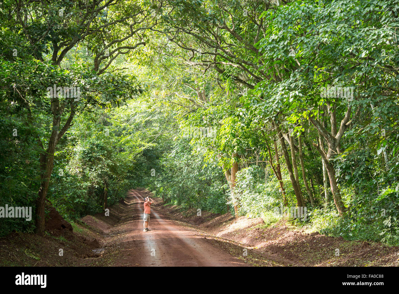 Budongo forest hi-res stock photography and images - Alamy
