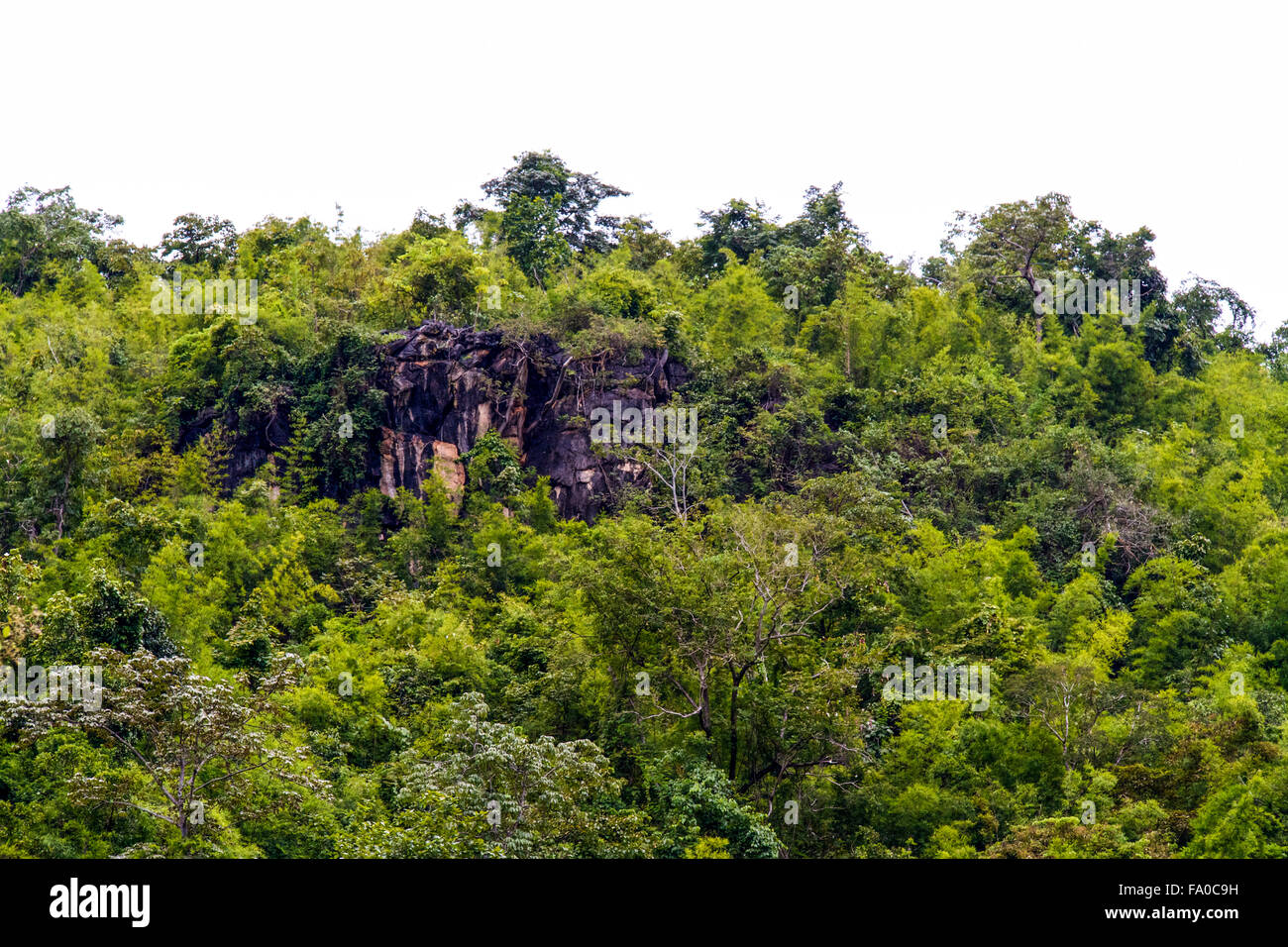 Beautiful rain forest Stock Photo - Alamy
