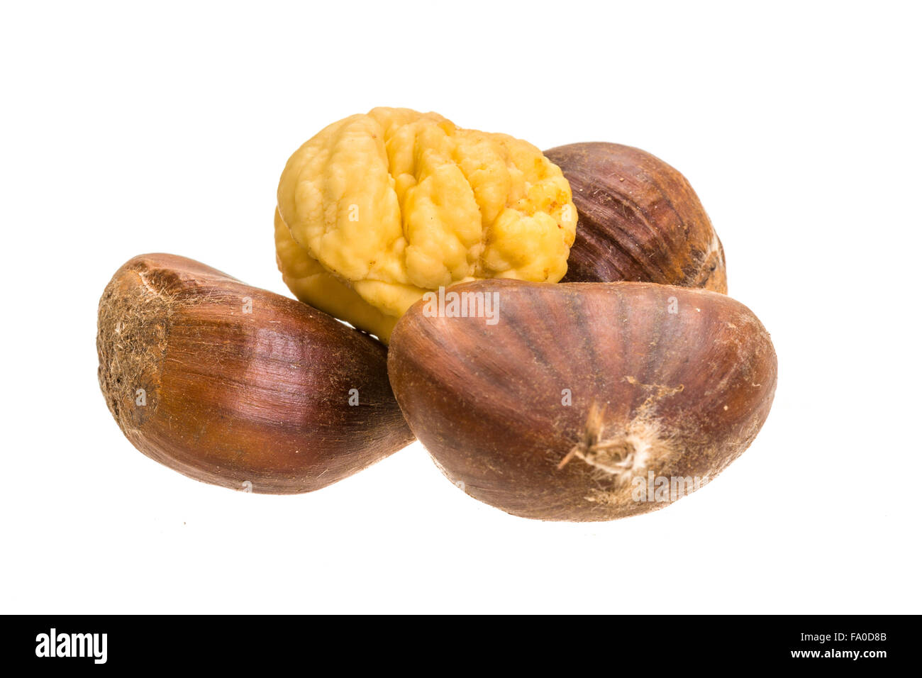 Chestnut isolated on white Stock Photo - Alamy