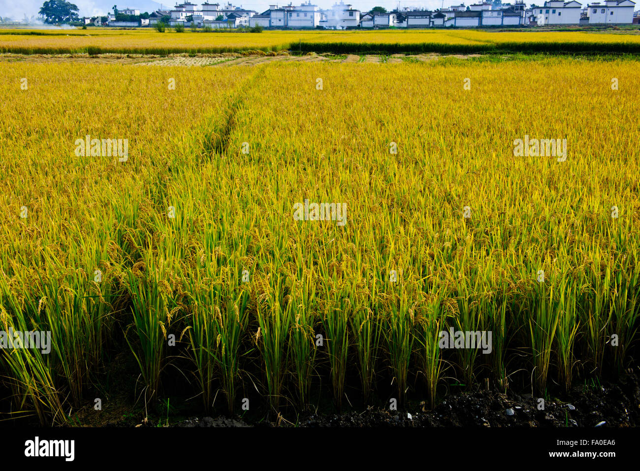 Linden Hotel Centre,Beautiful old conversion of family residence,Rice ...
