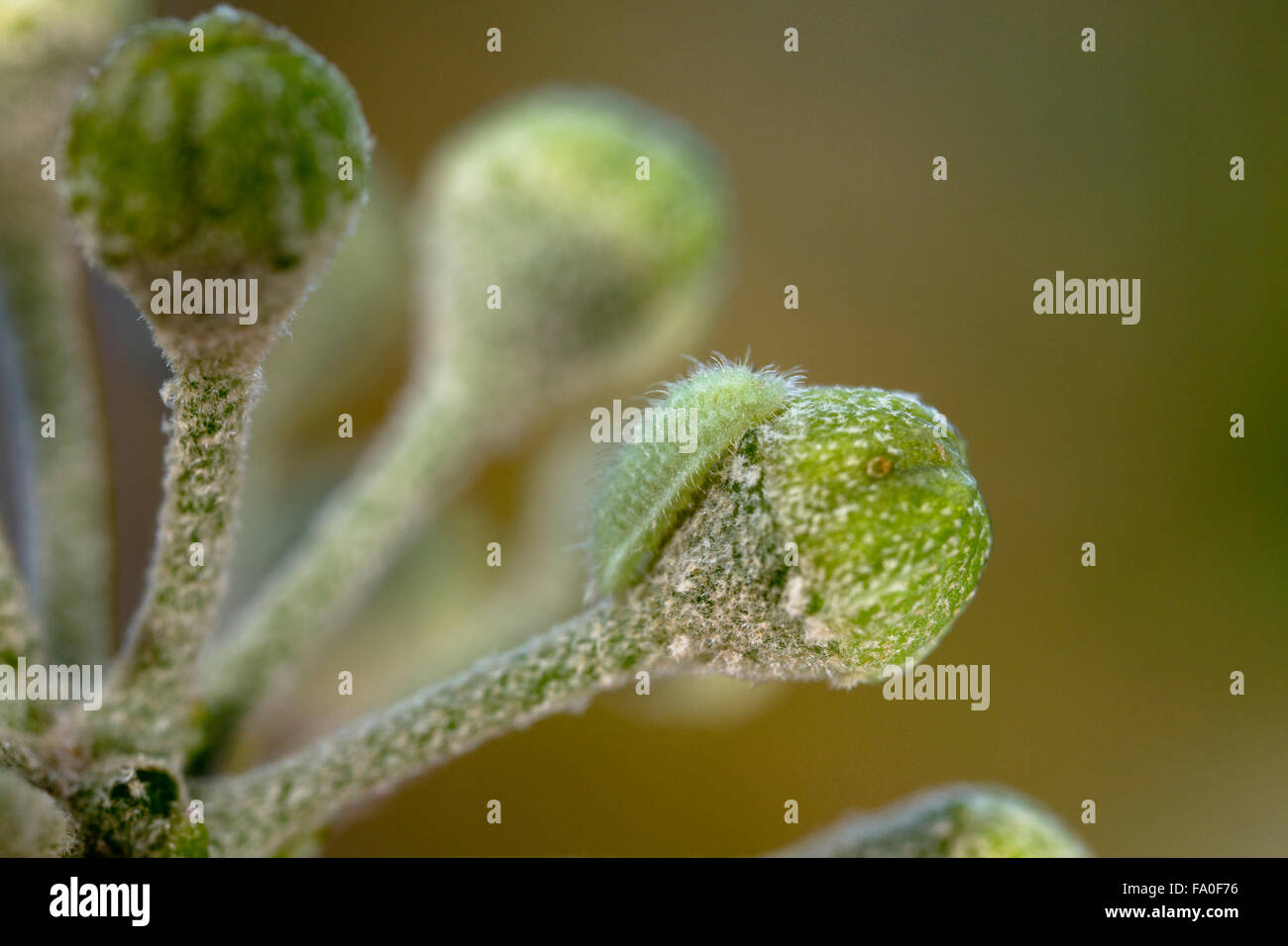 Holly Blue Butterfly Larva; Celastrina argiolus Single Caterpillar on ...
