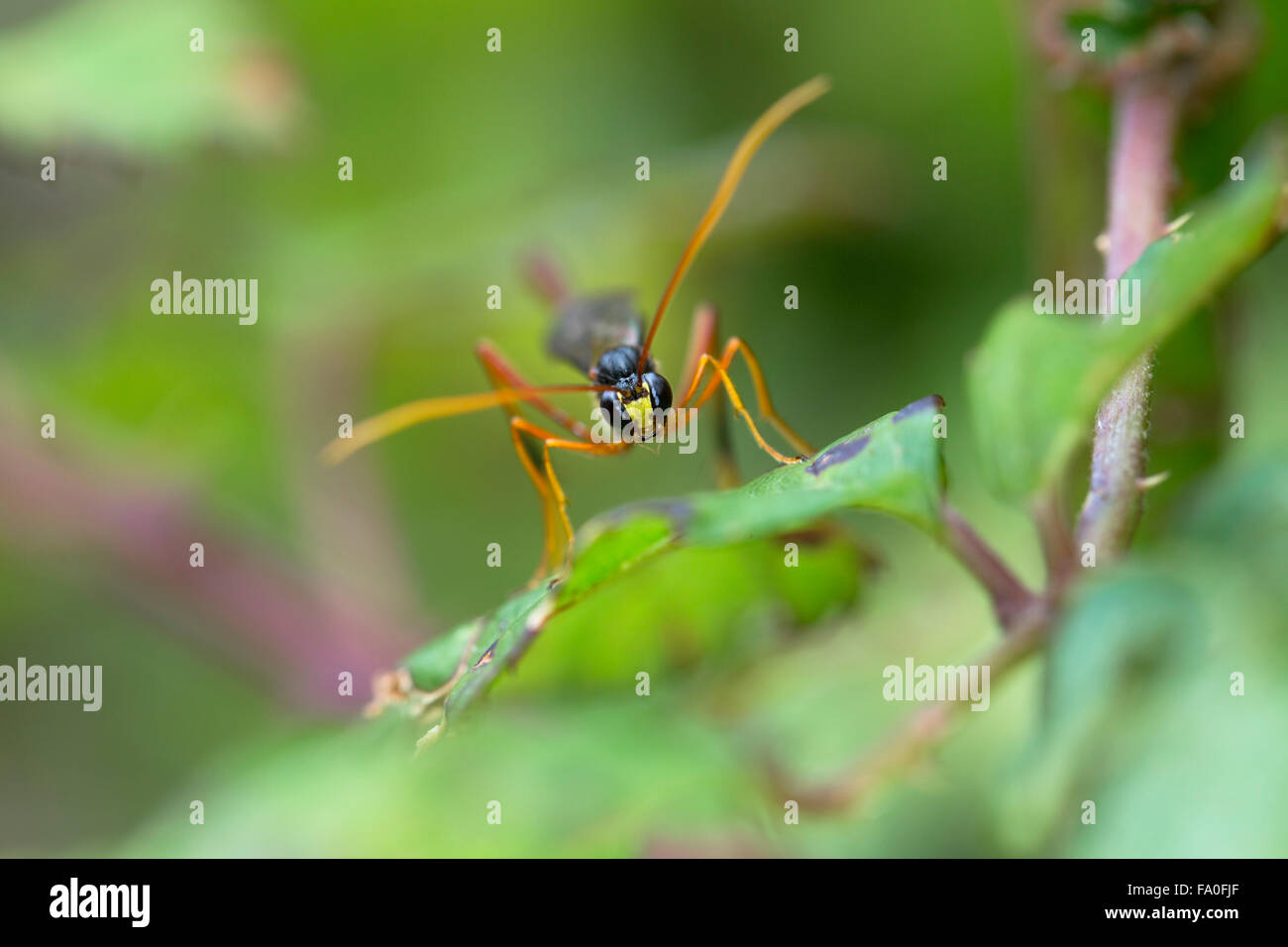 Ichneumon Fly; Habrocampulum biguttatum Single on Leaf; Cornwall; UK ...