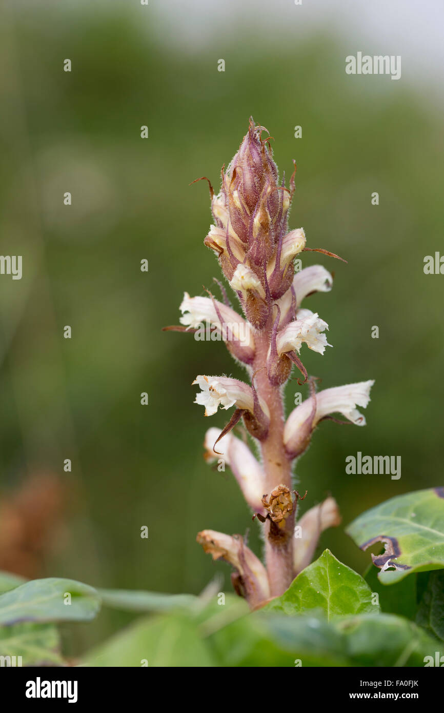 Ivy Broomrape; Orobanche hederae Flower; Cornwall; UK Stock Photo - Alamy