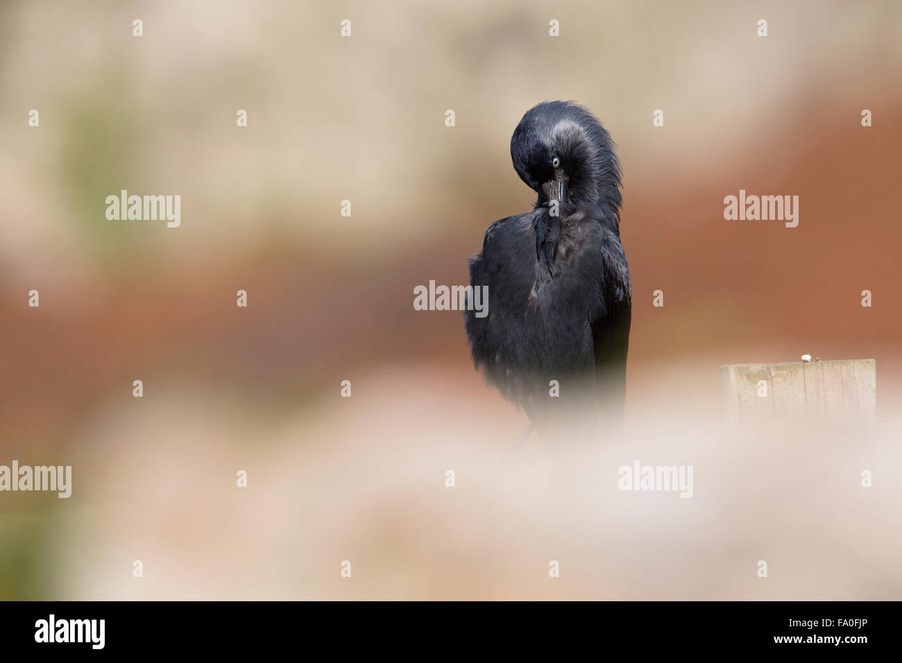 Jackdaw preening hi-res stock photography and images - Alamy