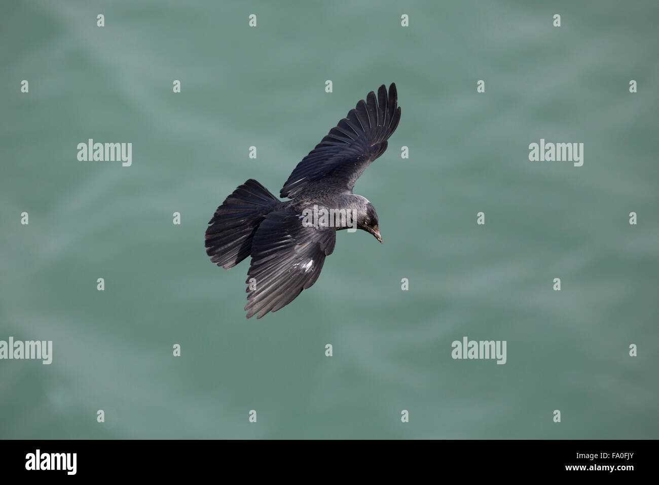 Jackdaw uk fly* hi-res stock photography and images - Alamy