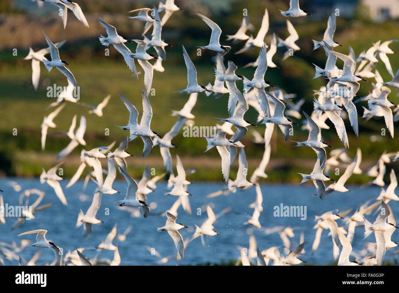 Sandwich Tern; Sterna sandvichensis Flock in Flight; Cemlyn Bay ...
