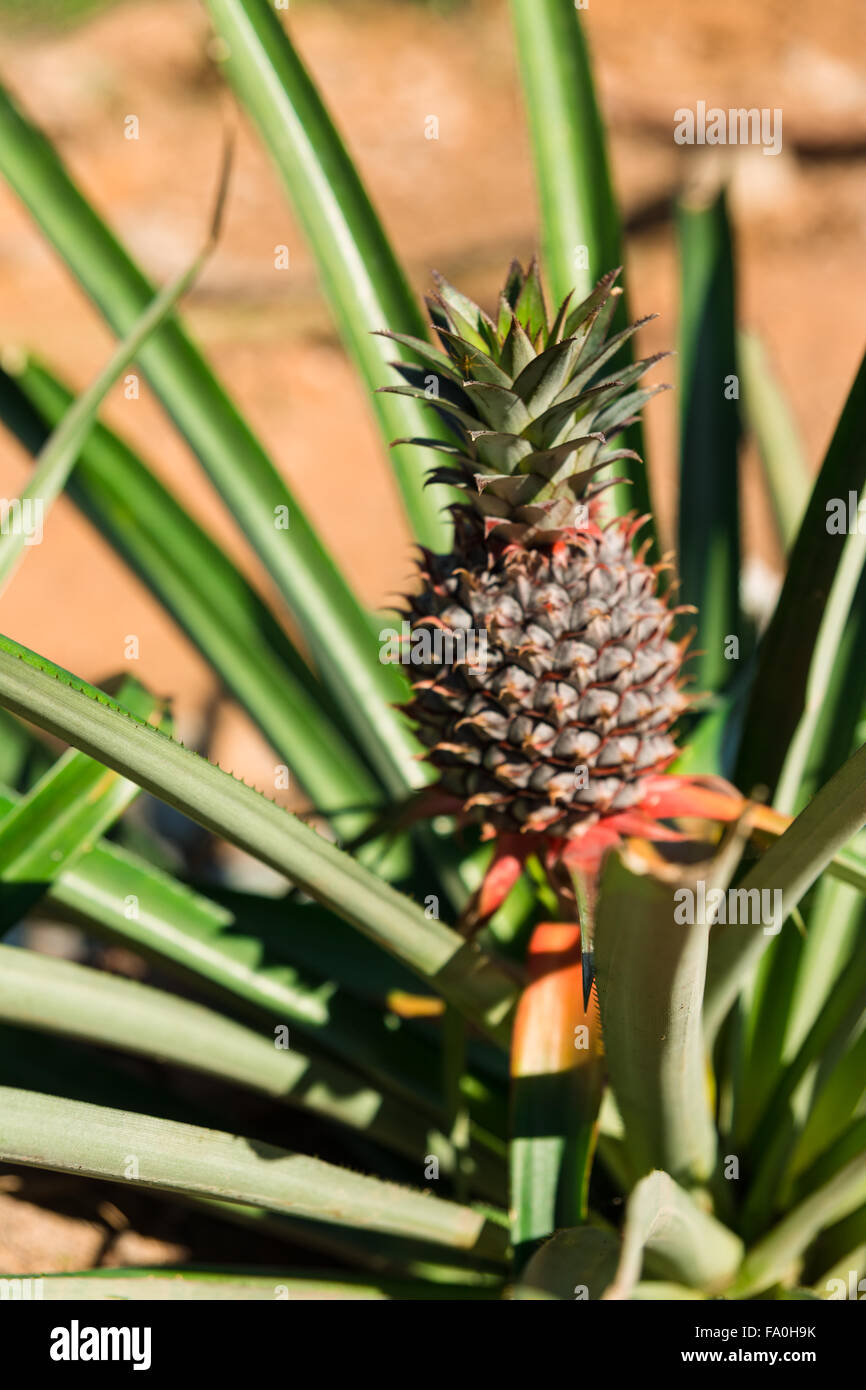 Pineapple fruit trees crop hi-res stock photography and images - Alamy