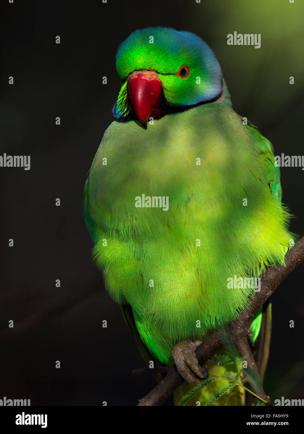 Ringed birds hi-res stock photography and images - Alamy