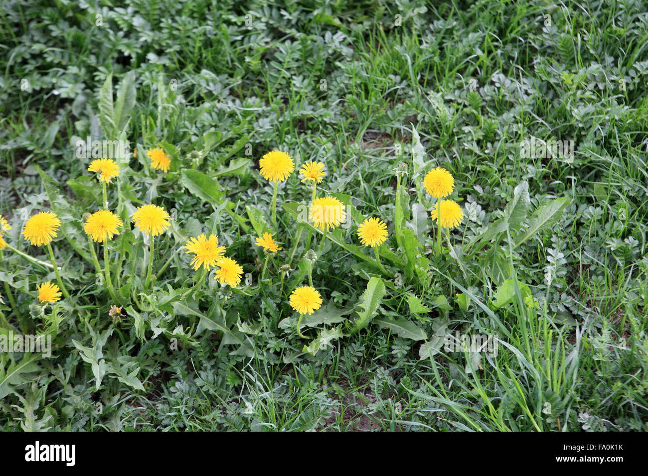 Dandelion at Spring Stock Photo - Alamy