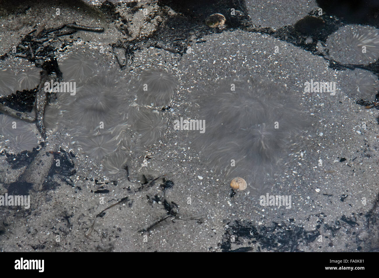 Freshwater spring hi-res stock photography and images - Alamy