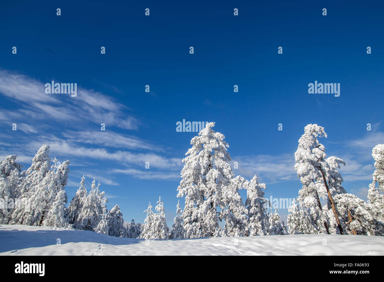 Trees under snow Stock Photo - Alamy