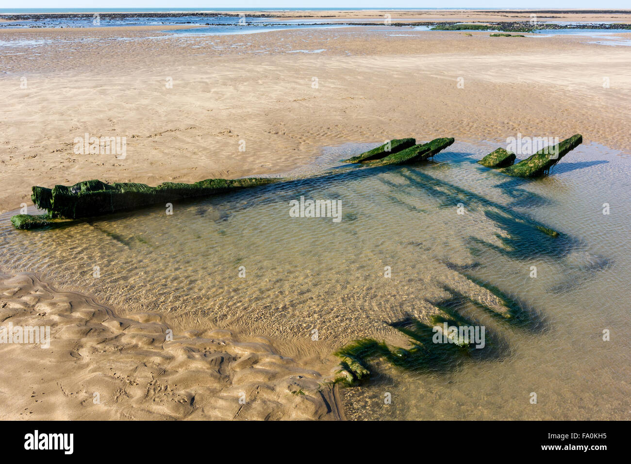 Decomposing Oak Sailing Ship Ribs Covered in Thread Weed (Ulva ...