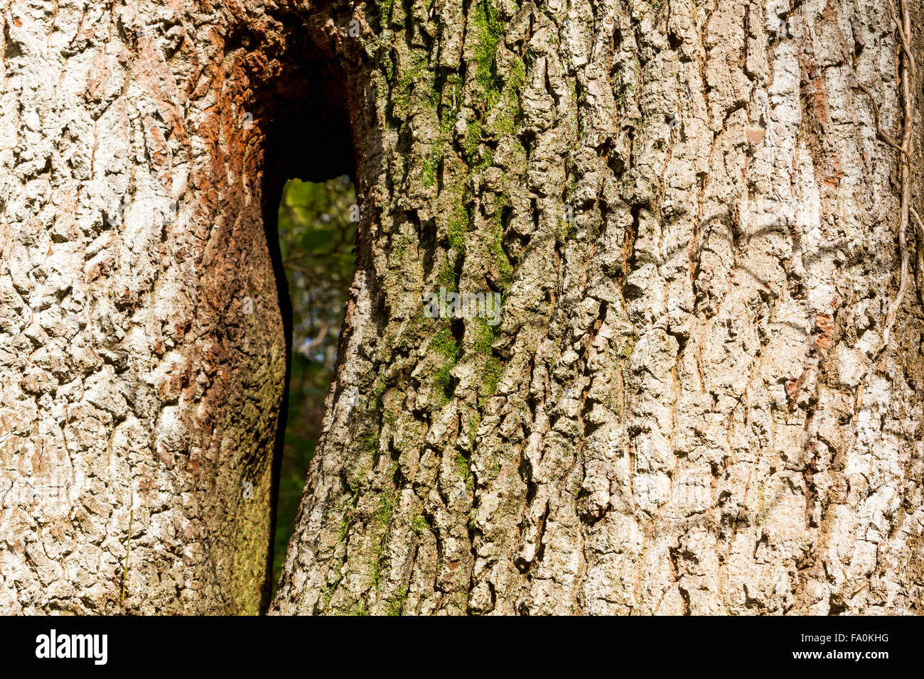 Young Oak Tree High Resolution Stock Photography and Images - Alamy