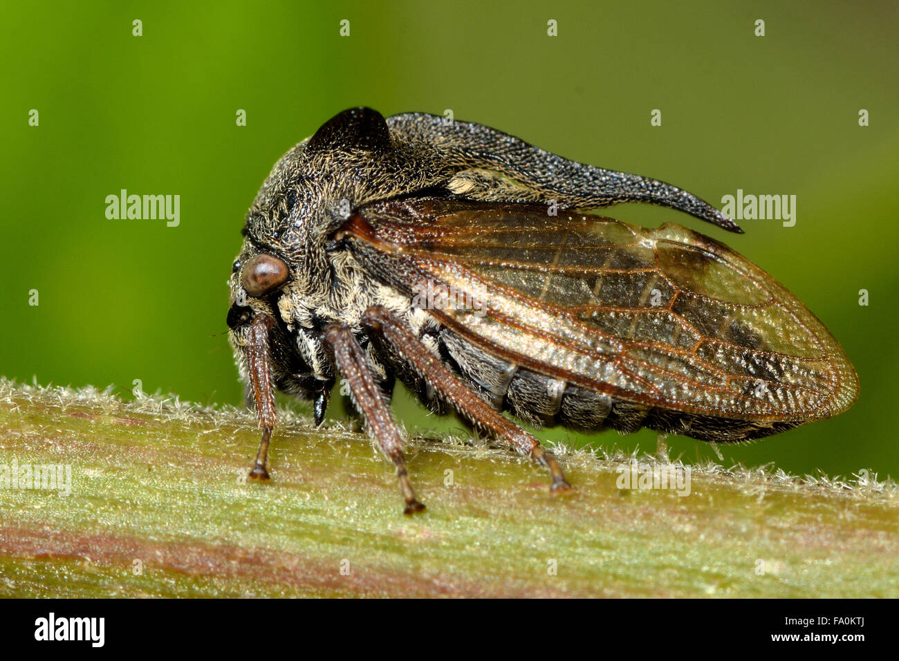 Tree Hopper Centrotus Cornutus A Bug In The Order Hemiptera Seen