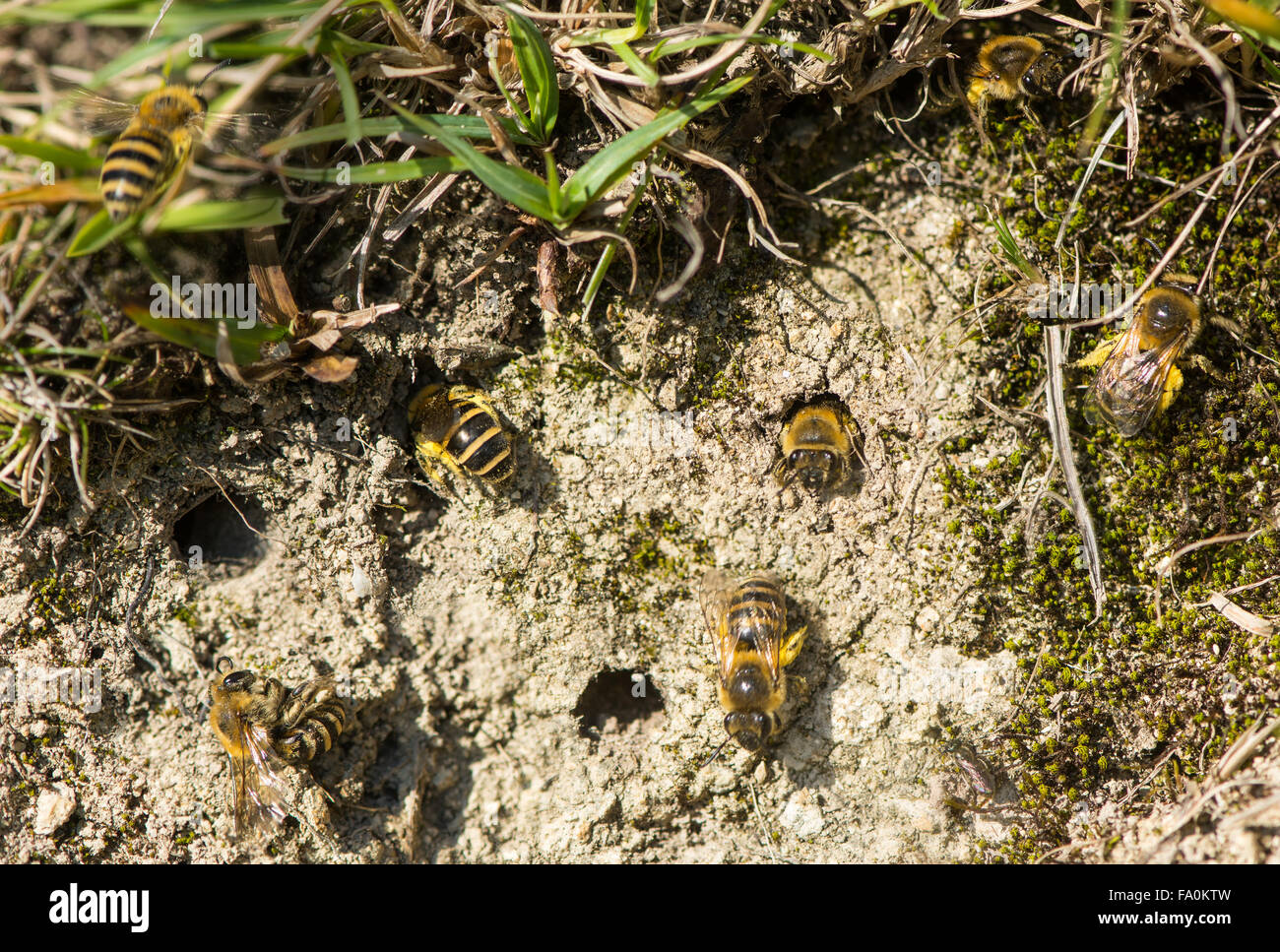 Ivy bees (Colletes hederae) emerging from tunnels. Several closely ...