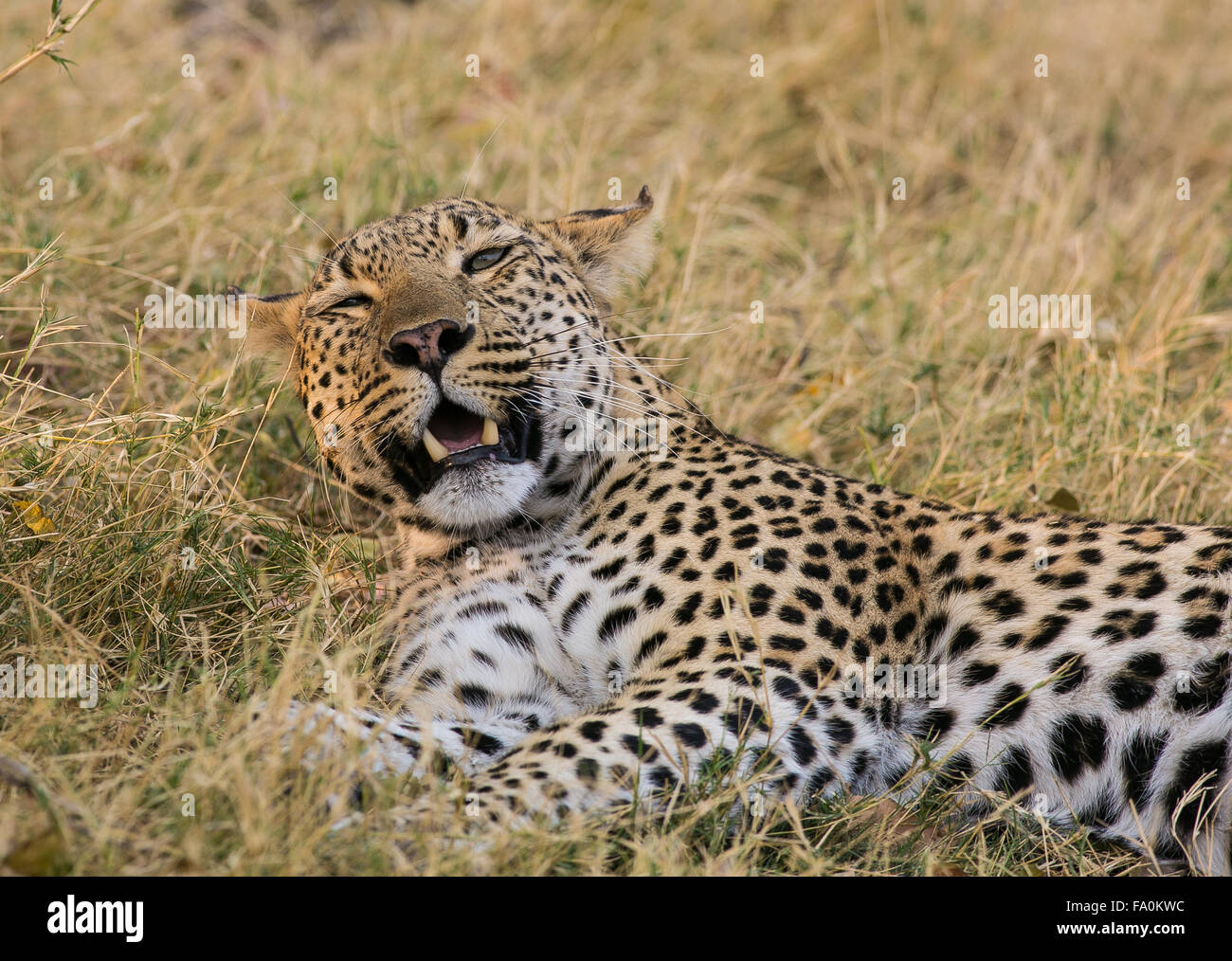 Leopard in grassland hi-res stock photography and images - Alamy