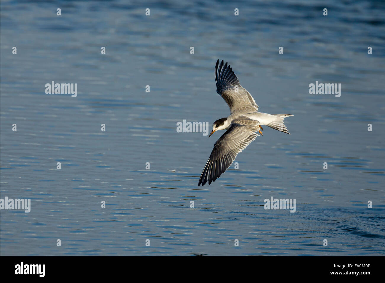 Common tern in flight hi-res stock photography and images - Alamy