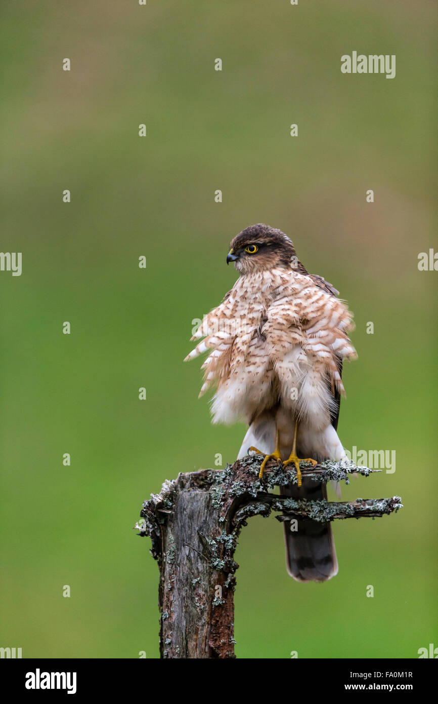 Sparrowhawk feather hi-res stock photography and images - Alamy