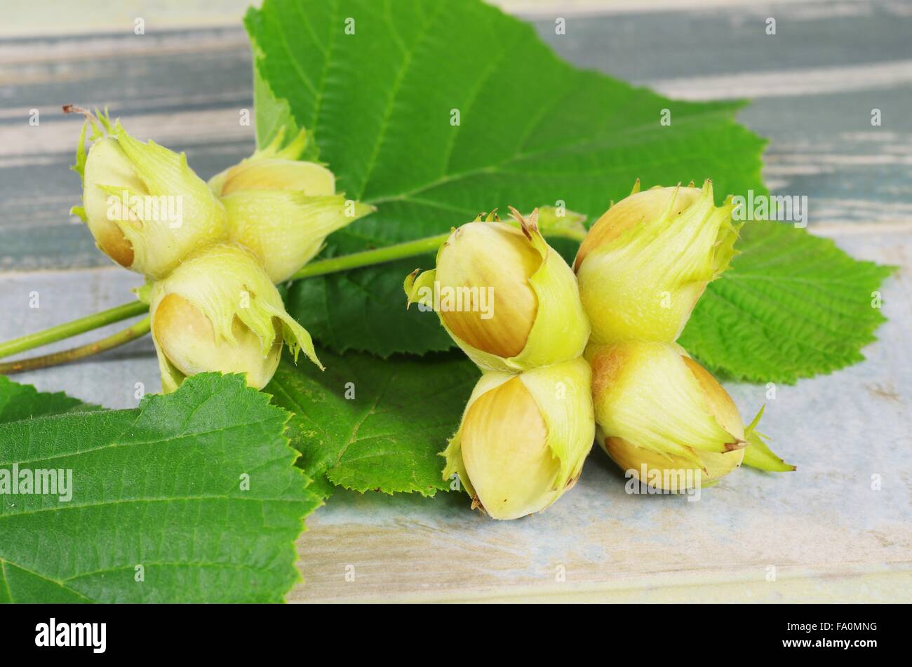 seven hazelnuts in shells on board background Stock Photo - Alamy