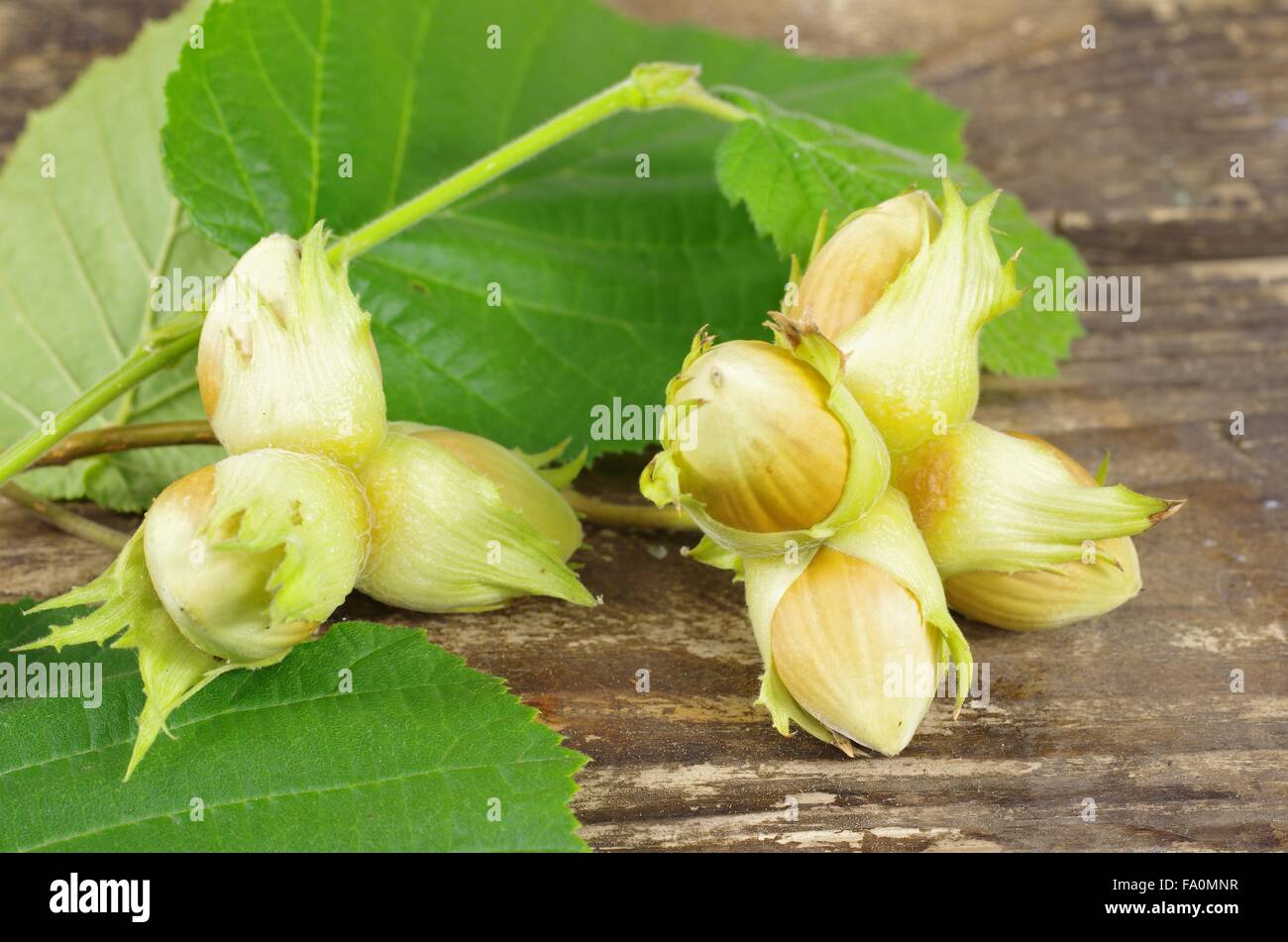 seven hazelnuts in shells on board background Stock Photo - Alamy
