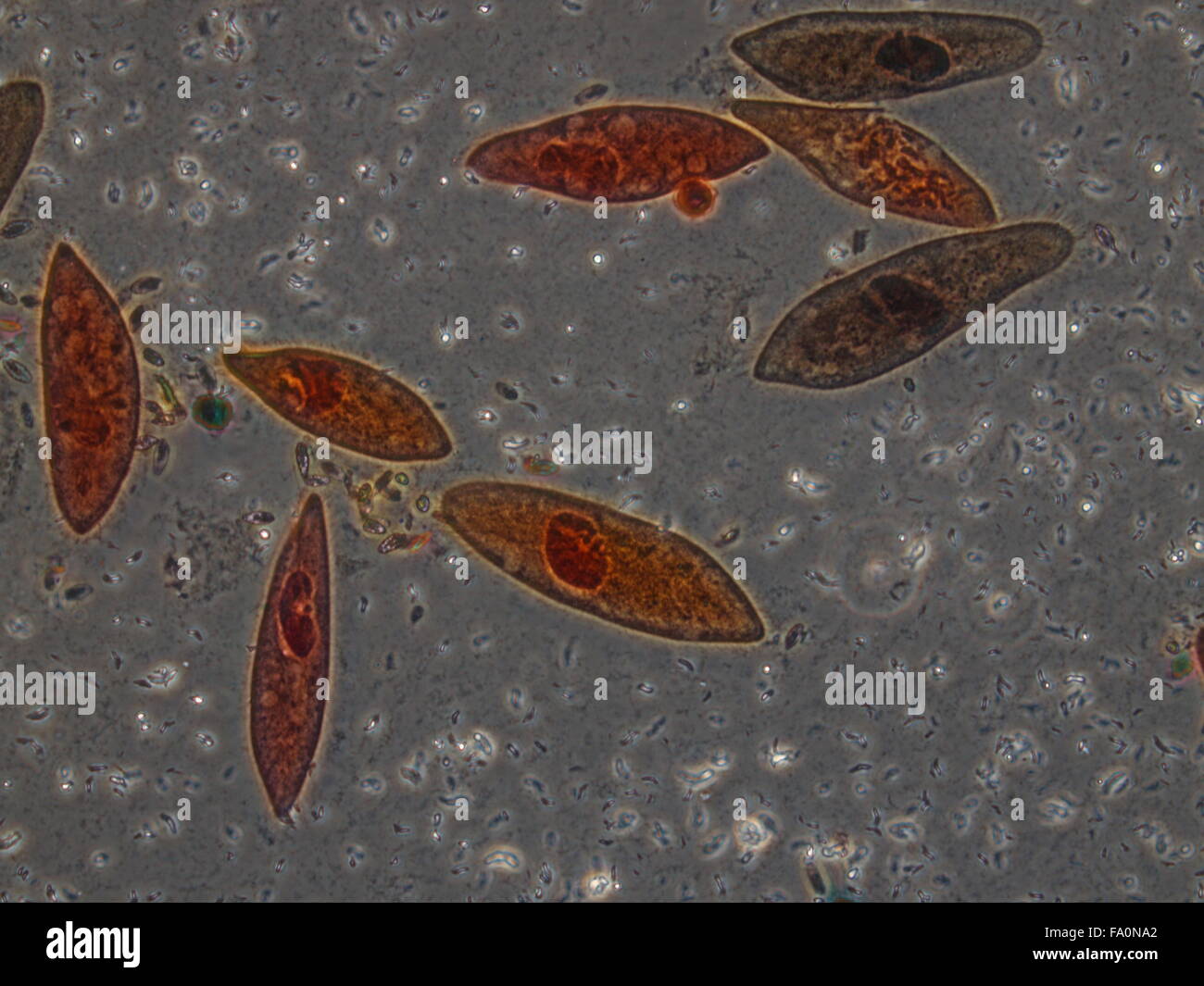 Biological sample cells and bacteria, plant, microb under microscopy ...