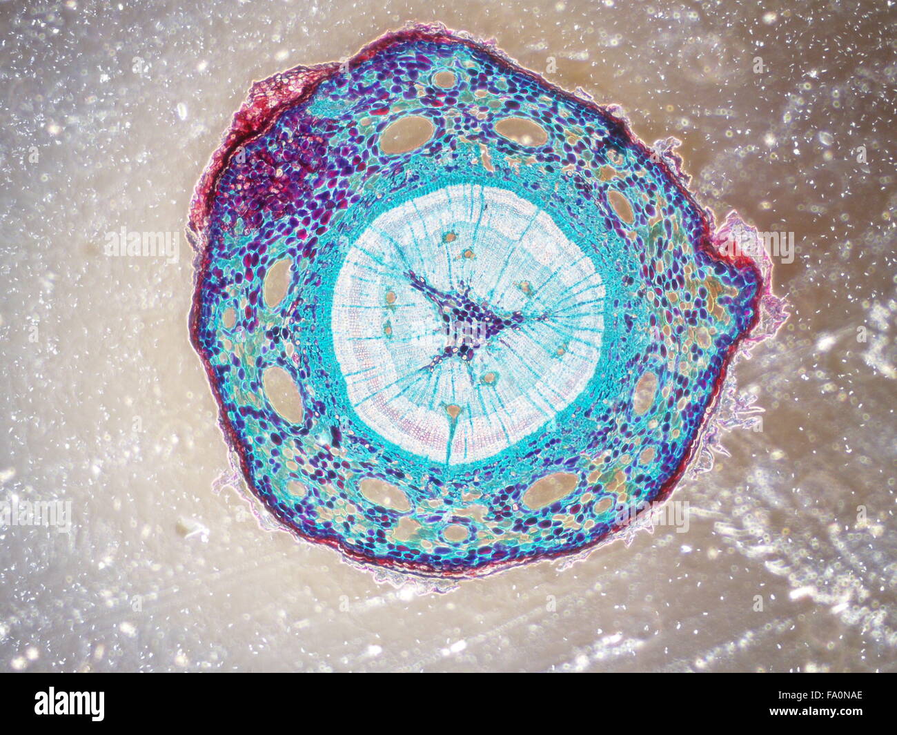 Biological sample cells and bacteria, plant, microb under microscopy ...