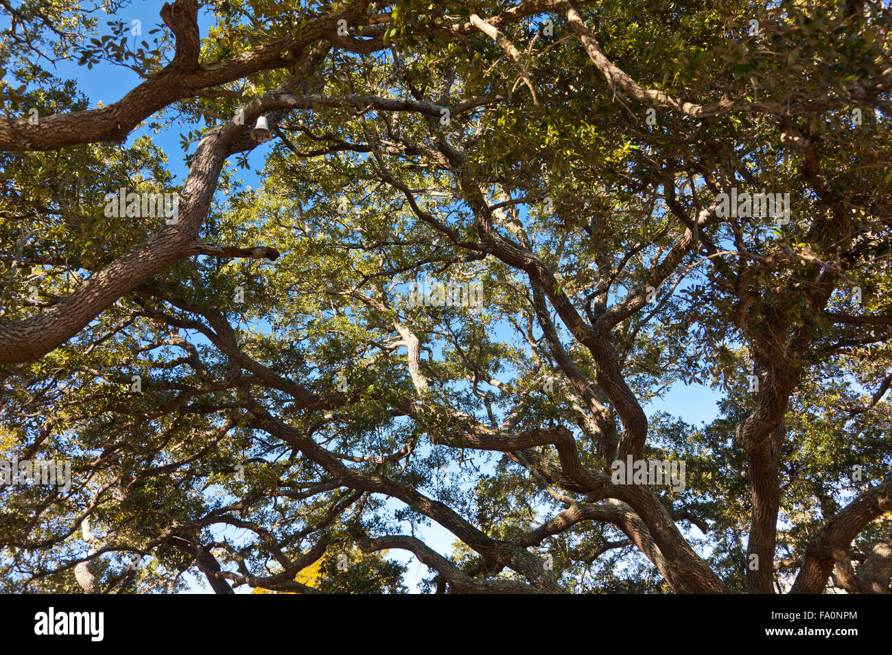 A tangle of large tree branches in front of a blue sky Stock Photo - Alamy