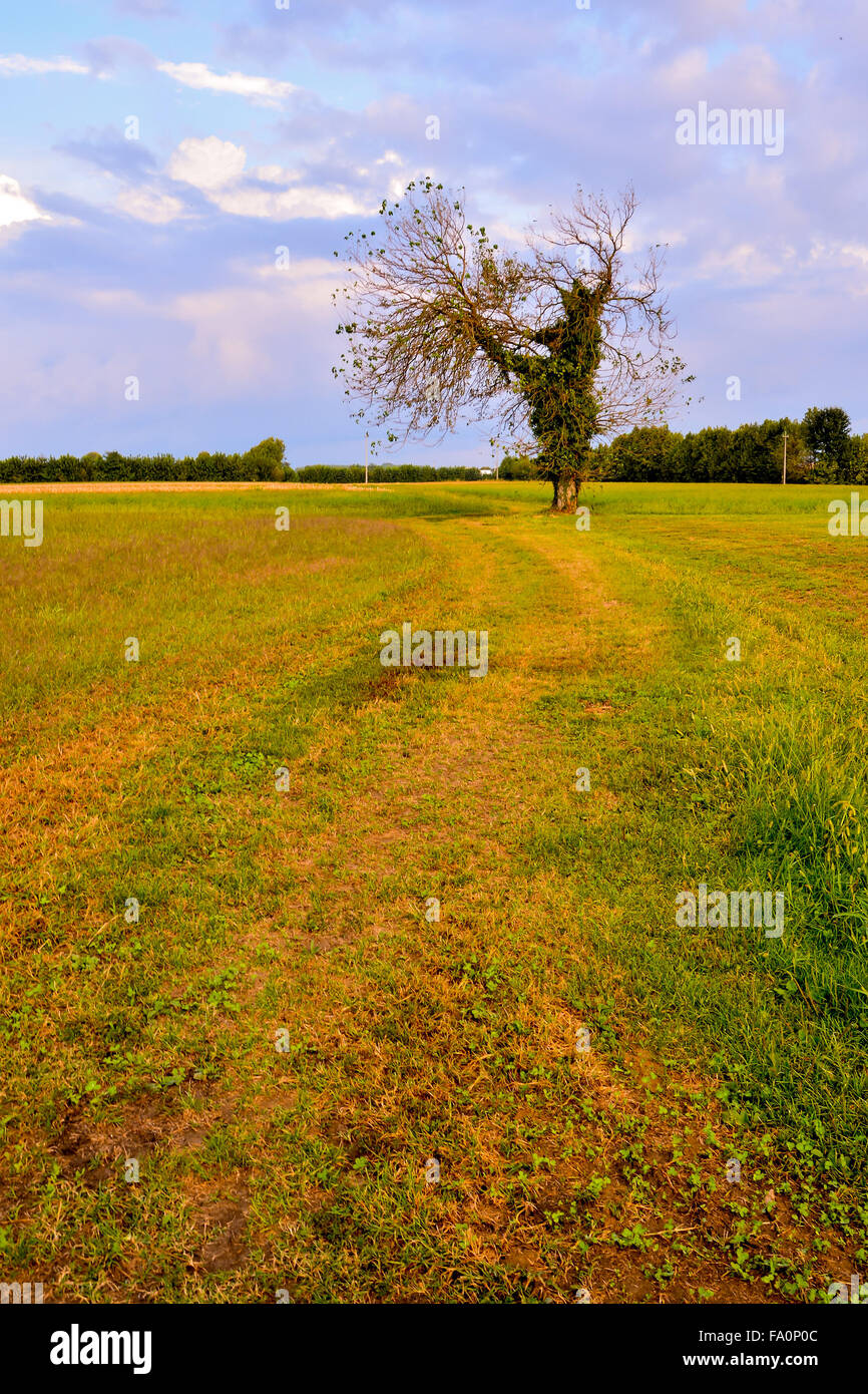 big tree in meadow Stock Photo - Alamy