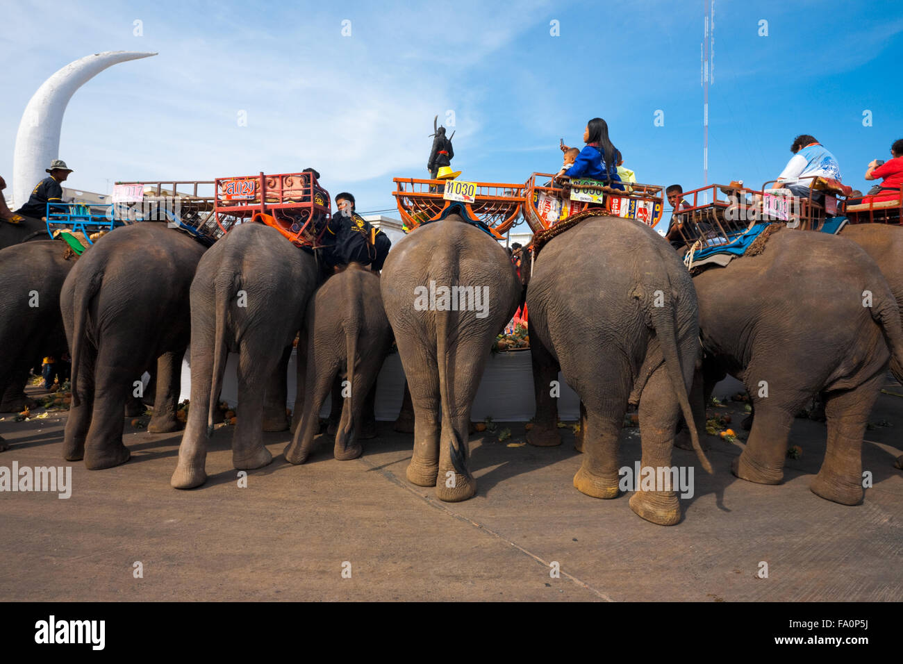 Rear view of elephants eating large amounts of fruits at the elephant ...