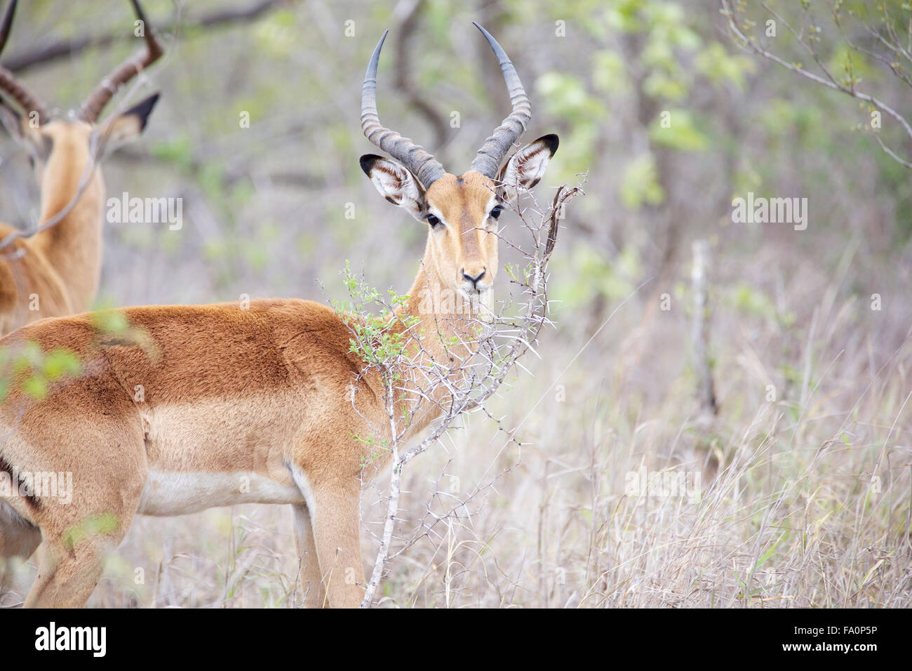 Two male impala hi-res stock photography and images - Alamy