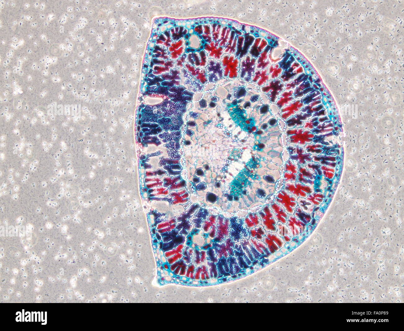 Biological sample cells and bacteria, plant, microb under microscopy ...