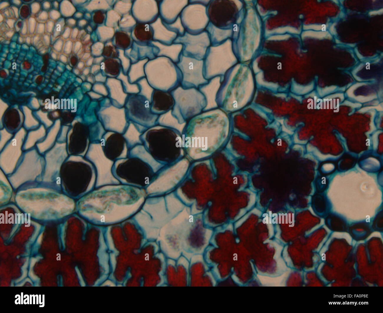 Biological sample cells and bacteria, plant, microb under microscopy ...