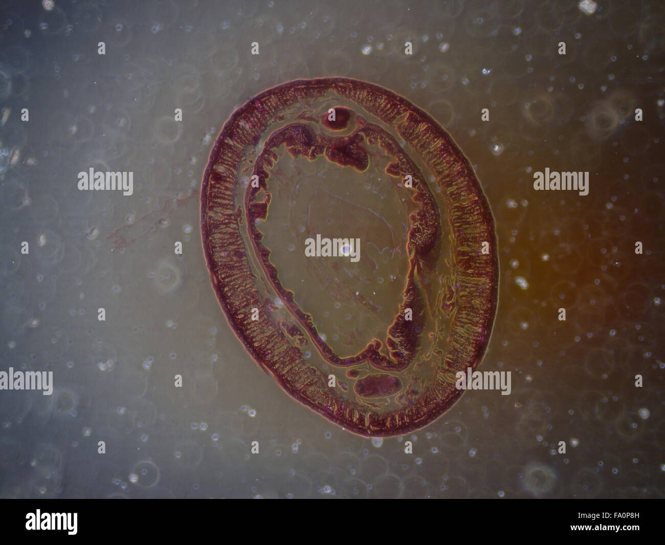 Biological sample cells and bacteria, plant, microb under microscopy ...