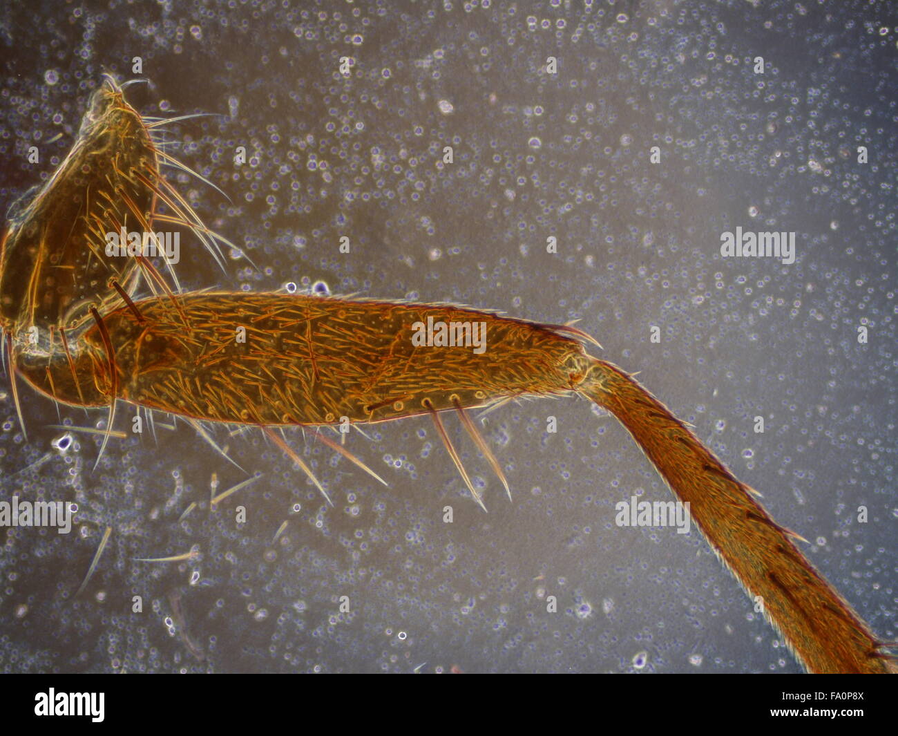 Biological sample cells and bacteria, plant, microb under microscopy ...